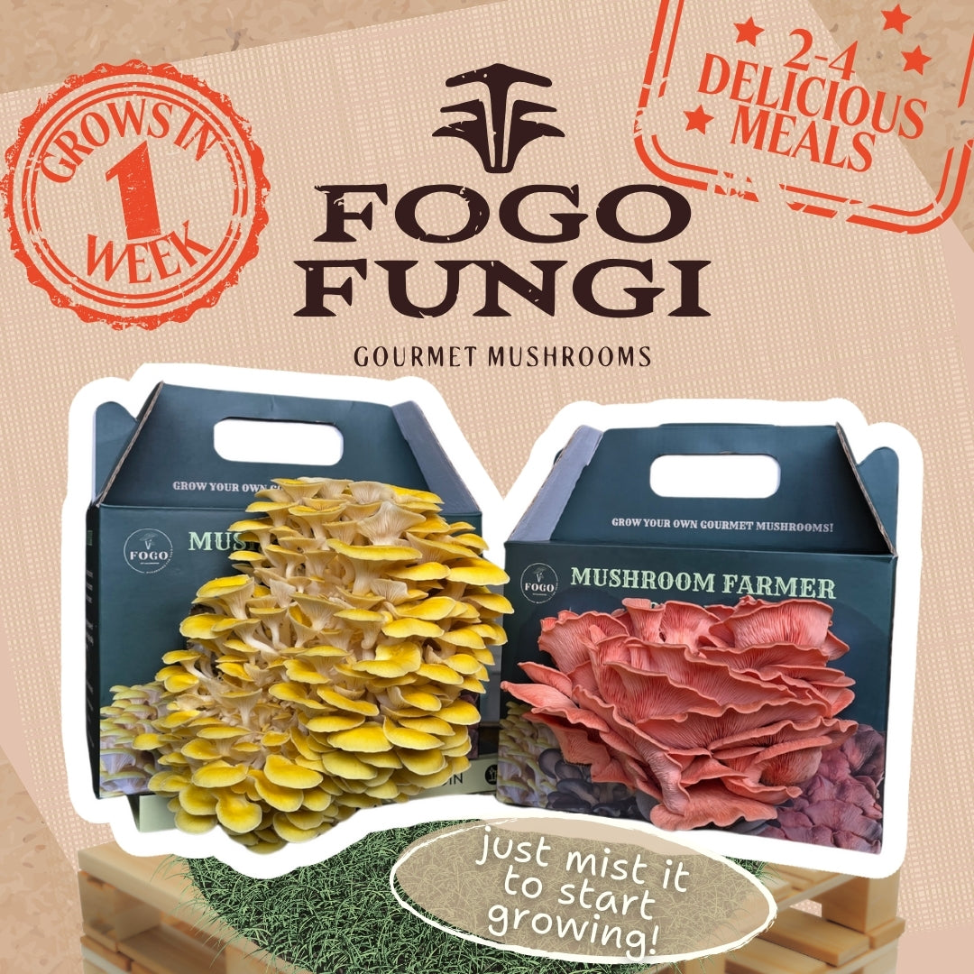Grow Kit - Frequently Asked Questions (FAQs) – Fogo Fungi