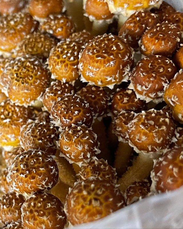 Chestnut Mushroom – Fogo Fungi